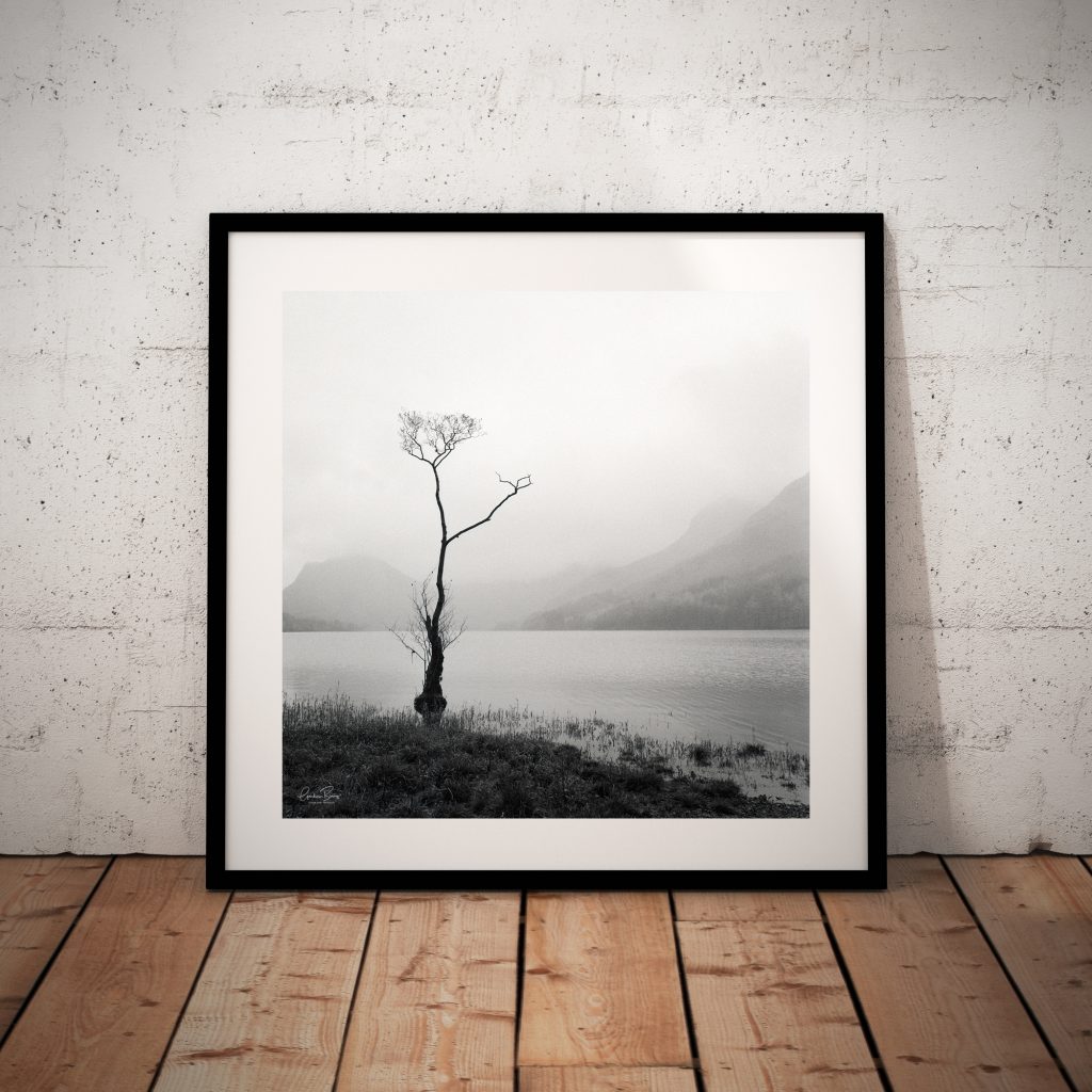 Buttermere Lone Tree - Black And White - Graham Binns Photography