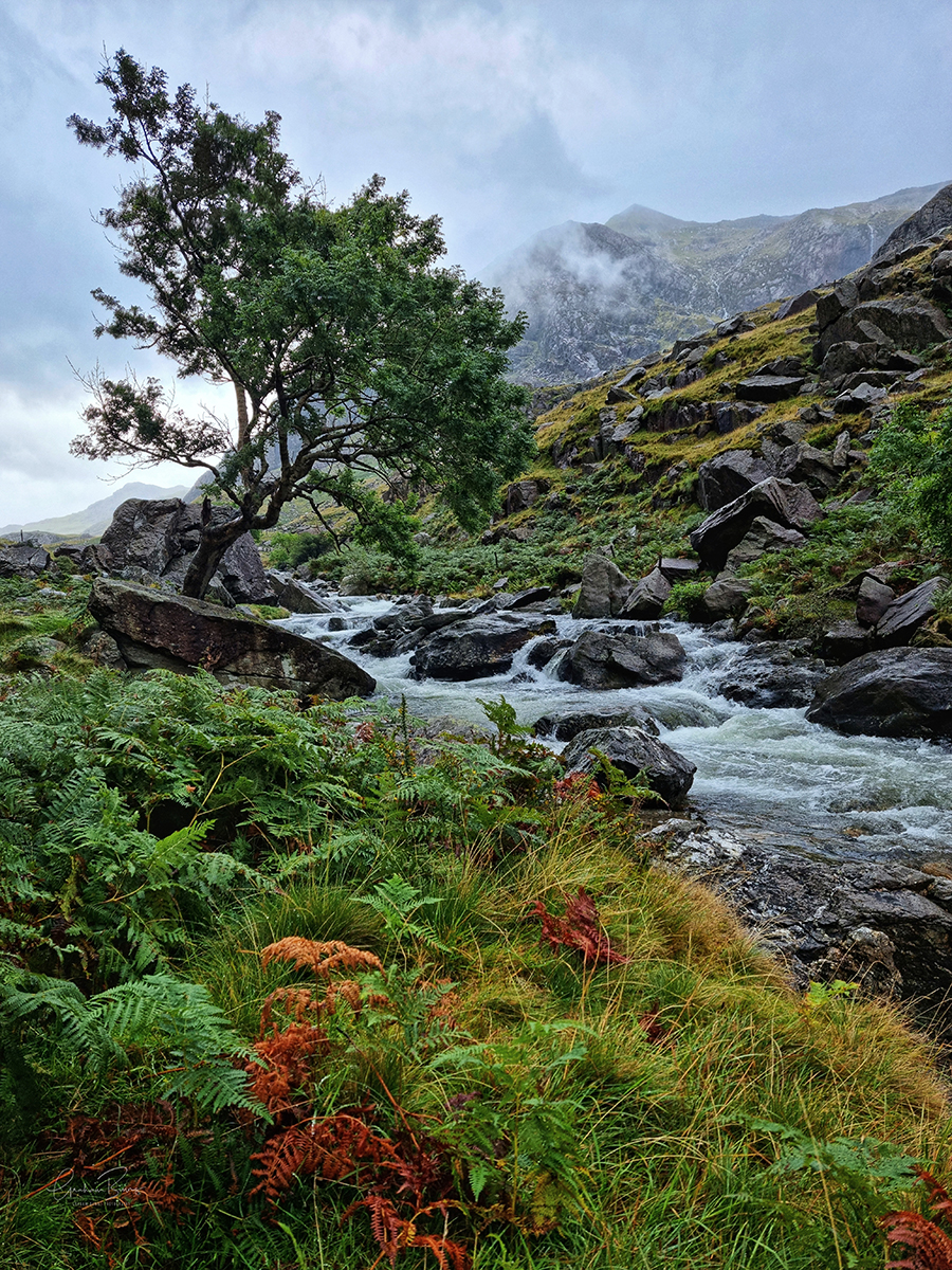 Pen-y-Pass Tree - Snowdonia, Wales - Graham Binns Photography